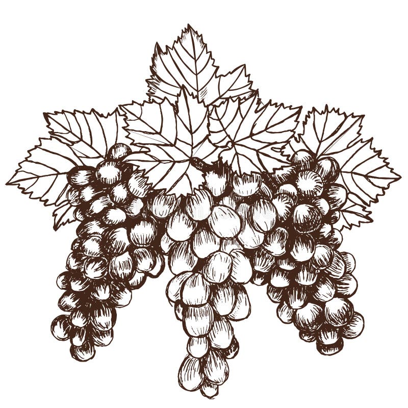 Bunch of Grapes Sketch Style Vector Illustration. Old Engraving ...