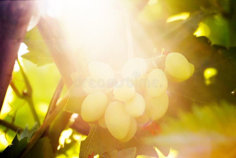 Bunch of grapes in the sun stock photo. Image of country - 99239946