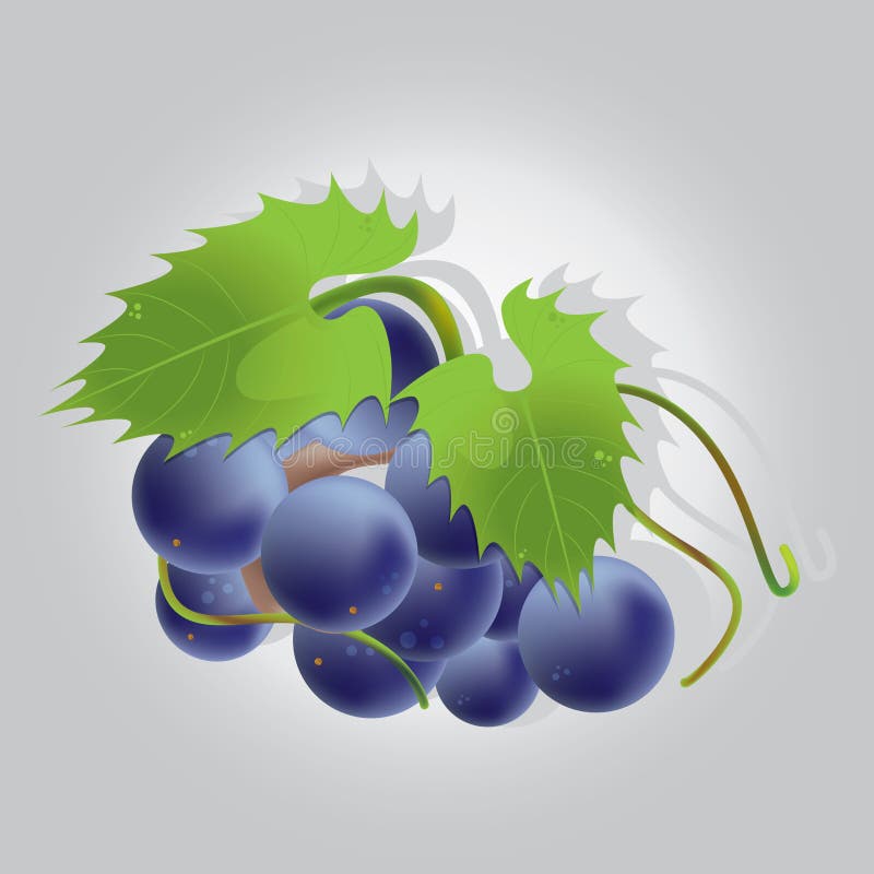 Bunch of Grapes. Vector Illustration Decorative Design Stock Vector ...