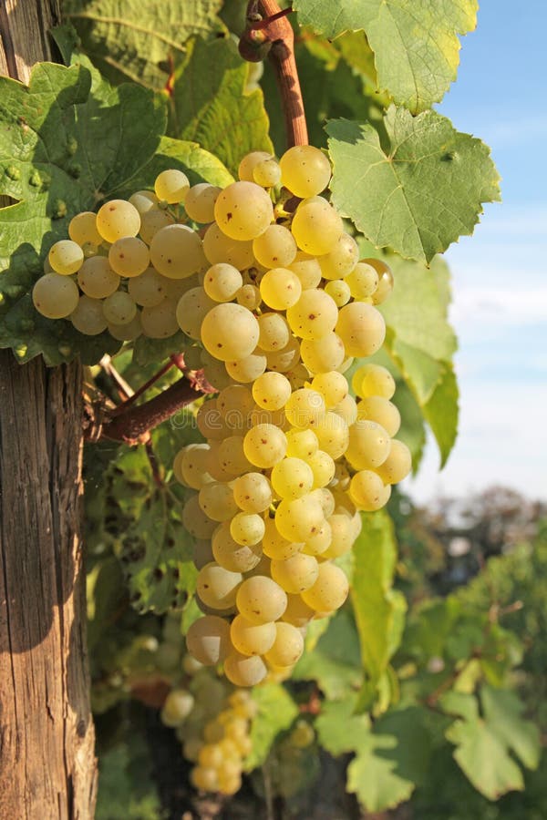 The Cultivation Of Riesling Grapes Close To Saarburg, Germany Stock ...