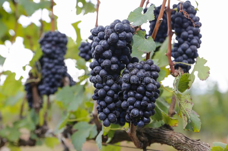 Bunch of Grapes in Vineyard Wine and Juice Production Stock Image ...