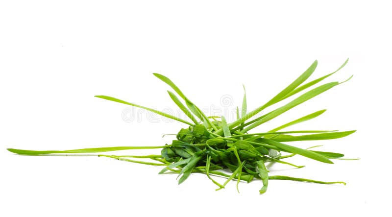 Bunch of a Grass 8 stock photo. Image of food, healthy - 20280146