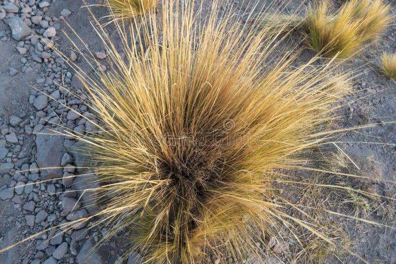 Bunch of grass stock image. Image of nature, mountain - 187288989