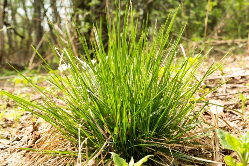 Bunch of Grass in the Forest on the Background of Trees and Dry Leaves ...