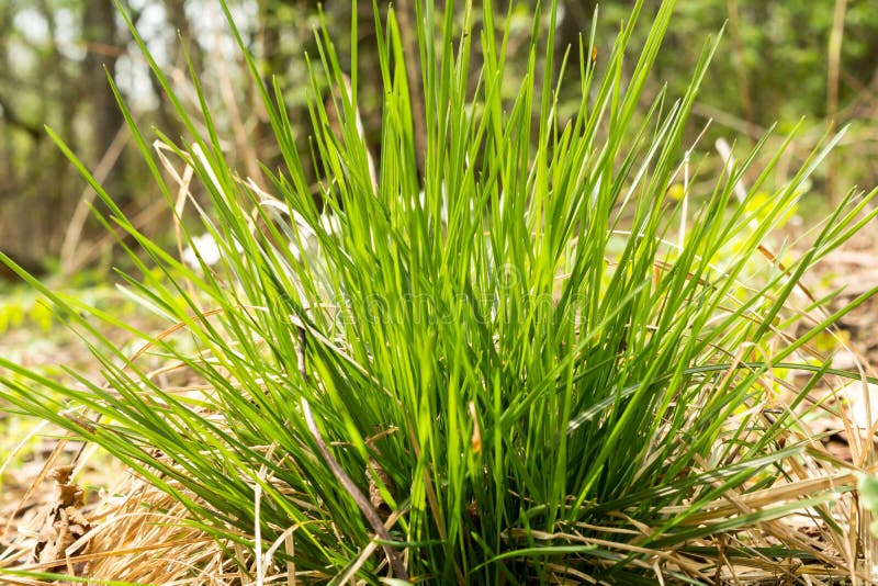 Bunch of Grass in the Forest on the Background of Trees and Dry Leaves ...