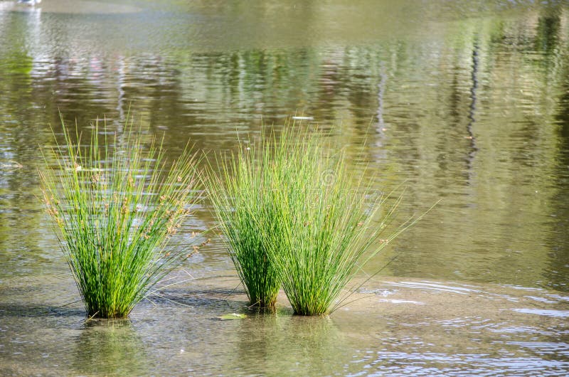 A Bunch of Grass Growing in a Shallow Water Pond. Stock Image - Image ...