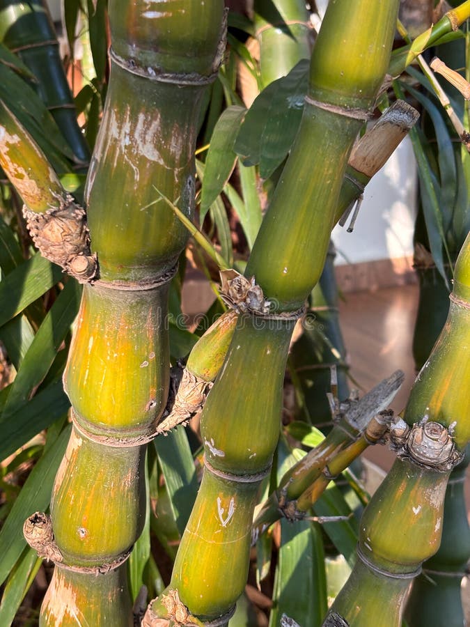 A Bunch of Green Bamboo Sticks with Brown Tips Stock Image - Image of ...