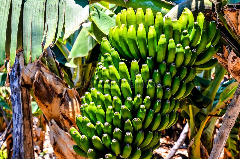 A Bunch of Green Bananas Hanging from a Tree Stock Photo - Image of ...