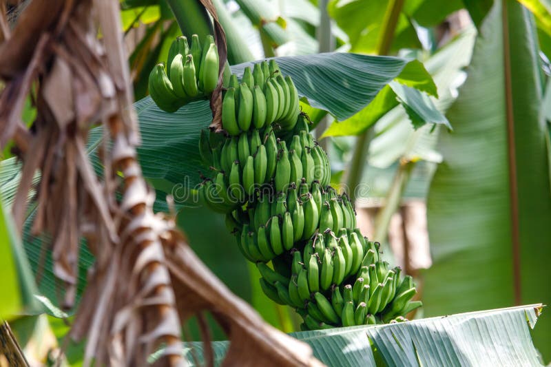 A Bunch of Green Bananas Hanging from a Tree Stock Image - Image of ...