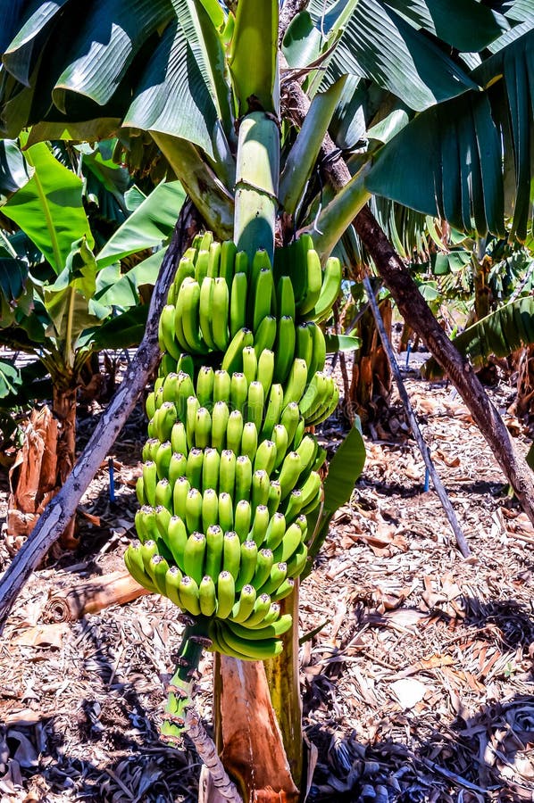 A Bunch of Green Bananas Hanging from a Tree Stock Image - Image of ...