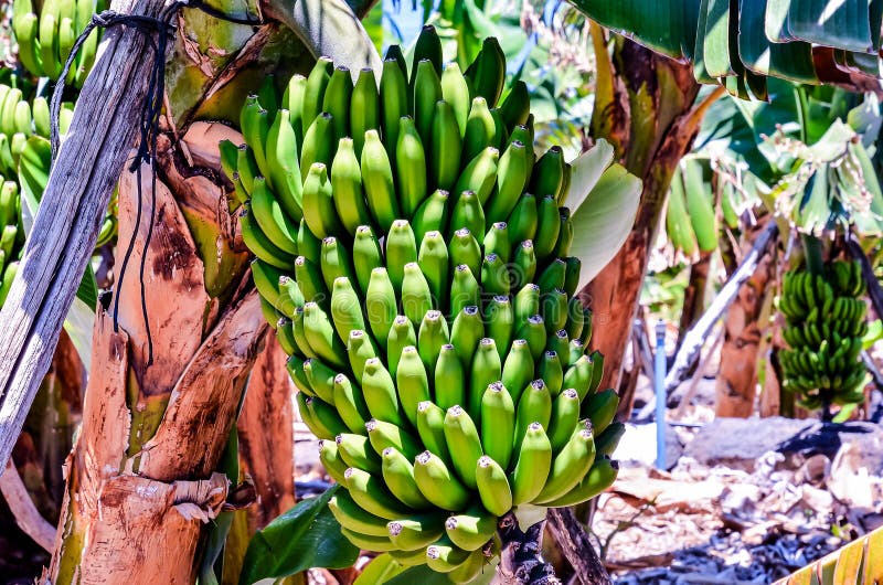 A Bunch of Green Bananas Hanging from a Tree Stock Image - Image of ...