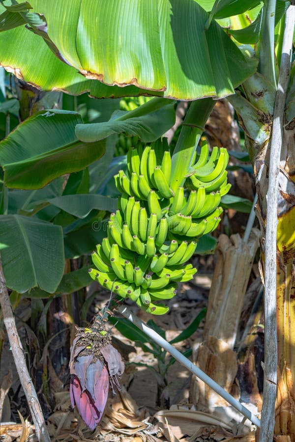 A Bunch of Green Bananas Hanging from a Tree Stock Image - Image of ...