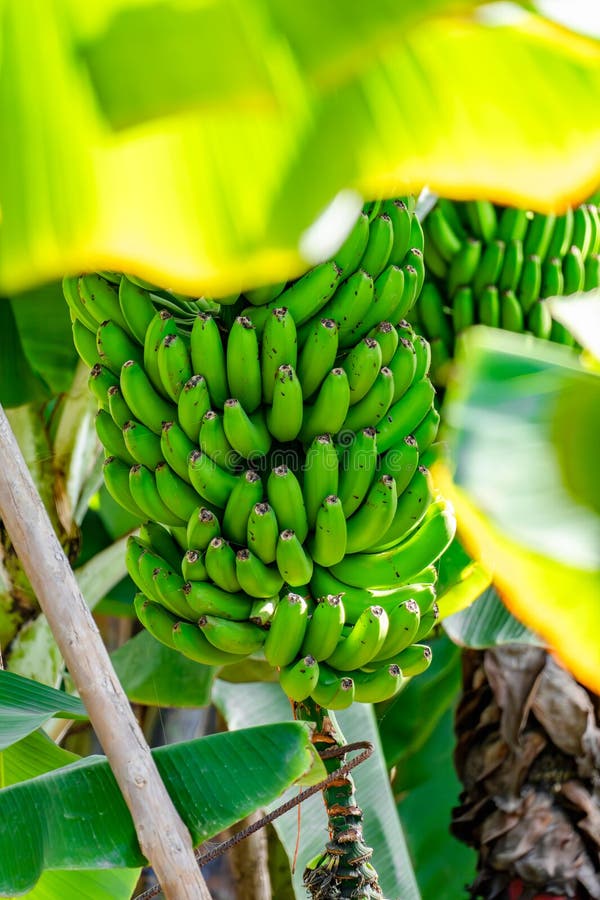 A Bunch of Green Bananas Hanging from a Tree Stock Photo - Image of ...