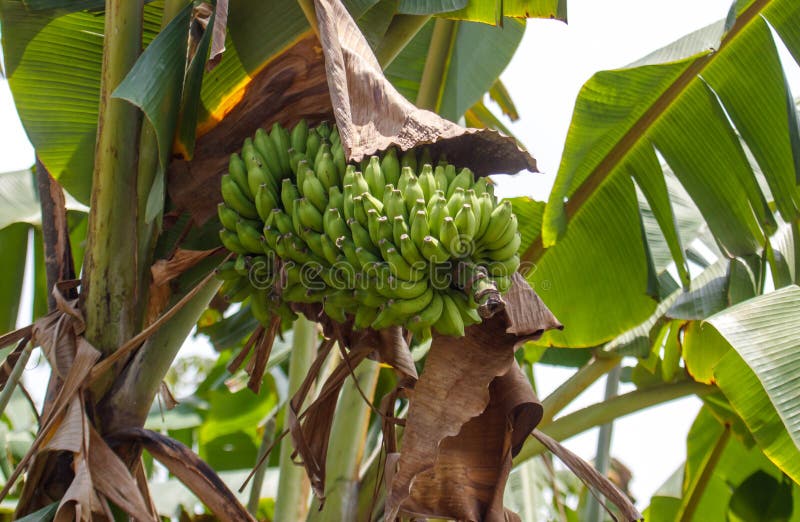 A Bunch of Green Bananas Hanging from a Tree Stock Photo - Image of ...
