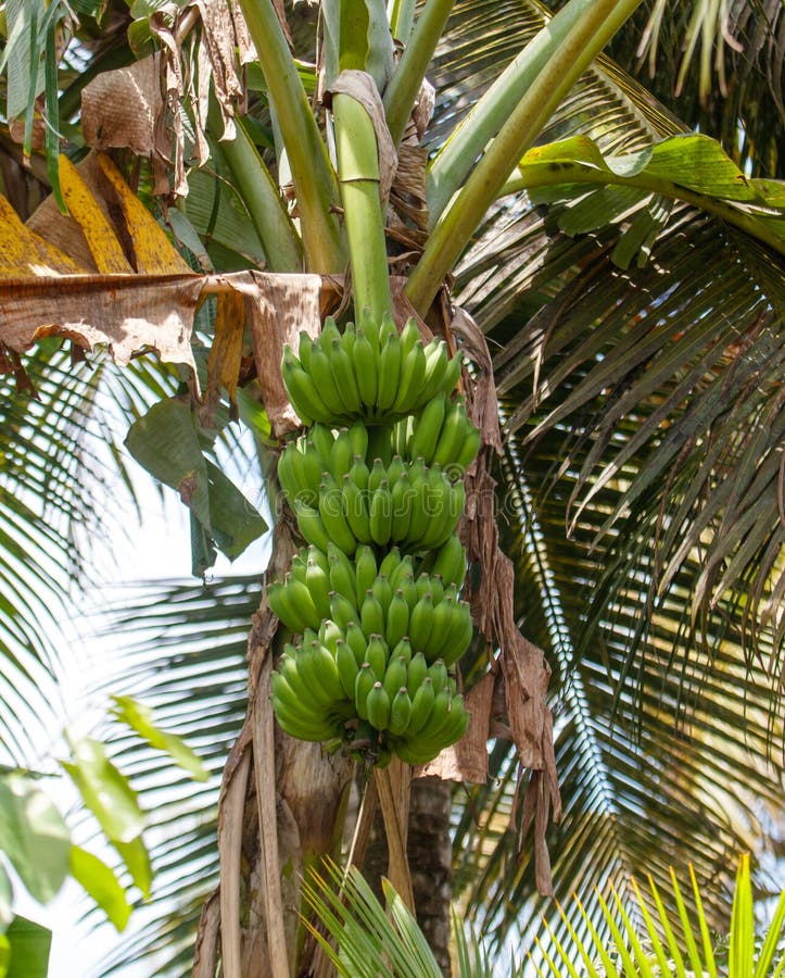 A Bunch of Green Bananas Hanging from a Tree Stock Image - Image of ...