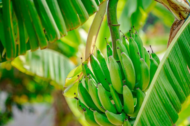 A Bunch of Green Bananas Hanging from a Tree Stock Image - Image of ...