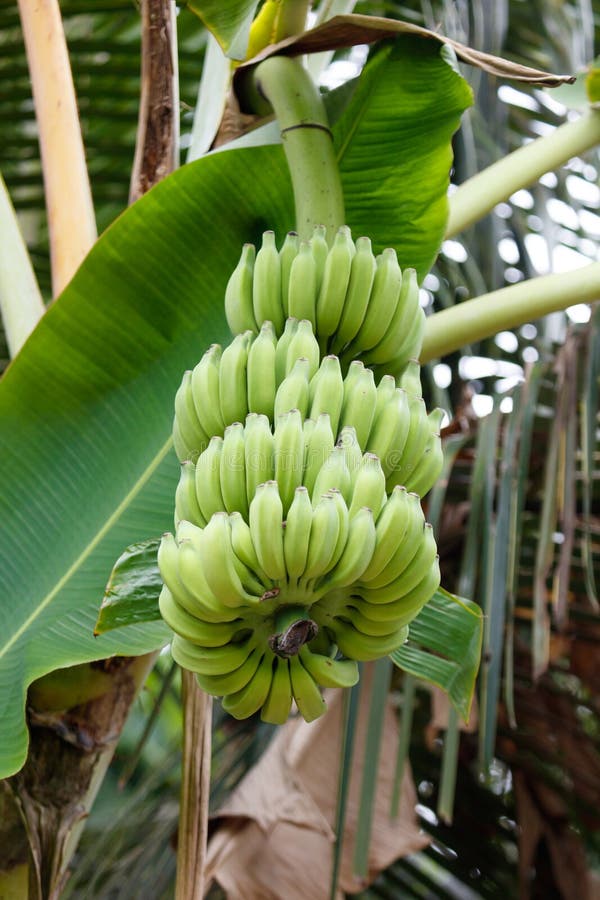 A Bunch of Green Bananas Hanging from a Tree Stock Image - Image of ...