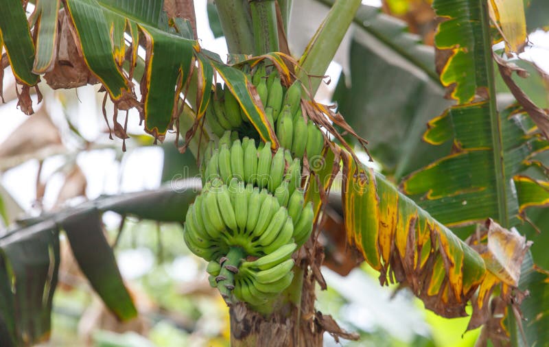 A Bunch of Green Bananas Hanging from a Tree Stock Photo - Image of ...
