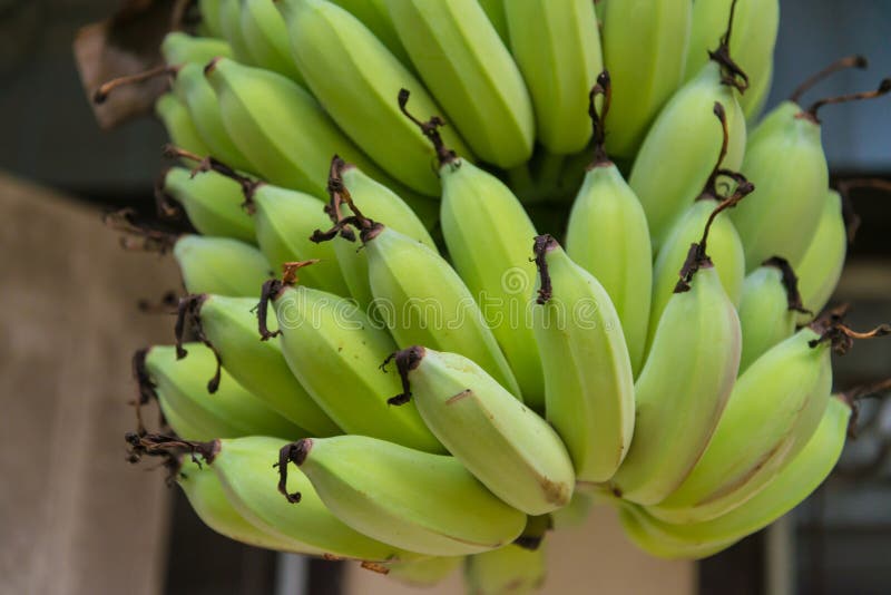 Bunch of green bananas stock photo. Image of patch, plant - 290499662