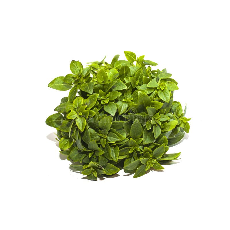 Bunch of Green Basil on White Background Stock Image - Image of nature ...