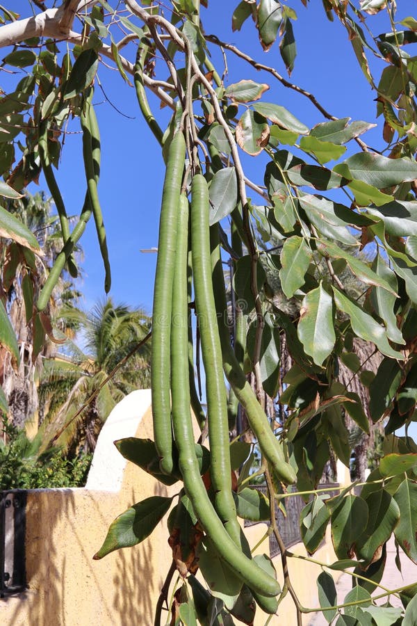 A Bunch of Green Beans Hanging on a Tree Stock Image - Image of carob ...
