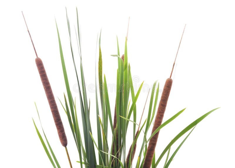 Green cane. stock image. Image of green, plant, group - 84610015