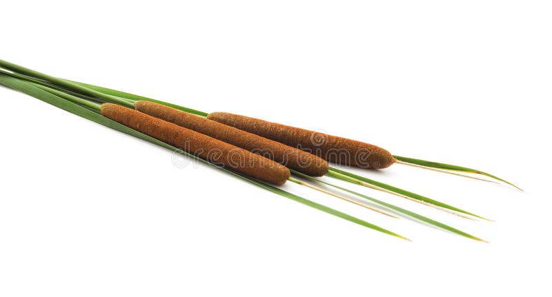 Green cane. stock image. Image of cane, leaf, group, color - 57534693