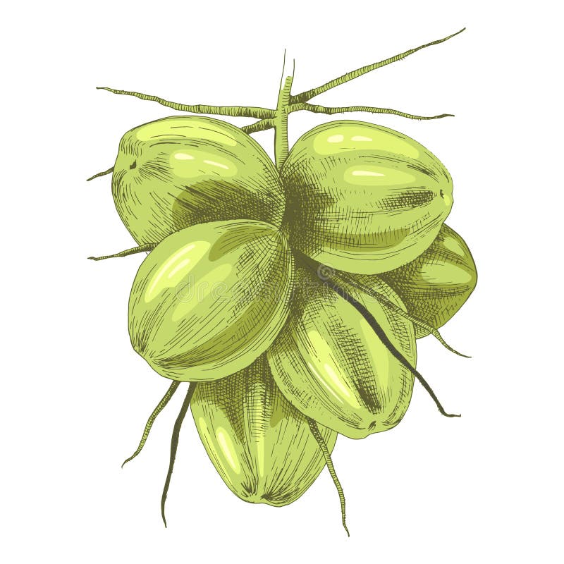 Coconuts Stock Illustrations – 5,585 Coconuts Stock Illustrations ... Coconuts Stock Illustrations – 5,585 Coconuts Stock Illustrations ...