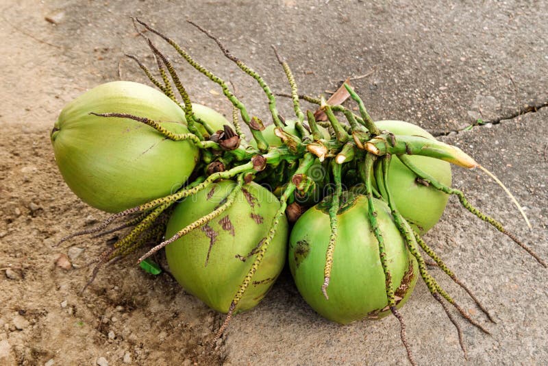 Bunch of Green Coconuts Lying on a Street. Stock Photo - Image of bunch ...