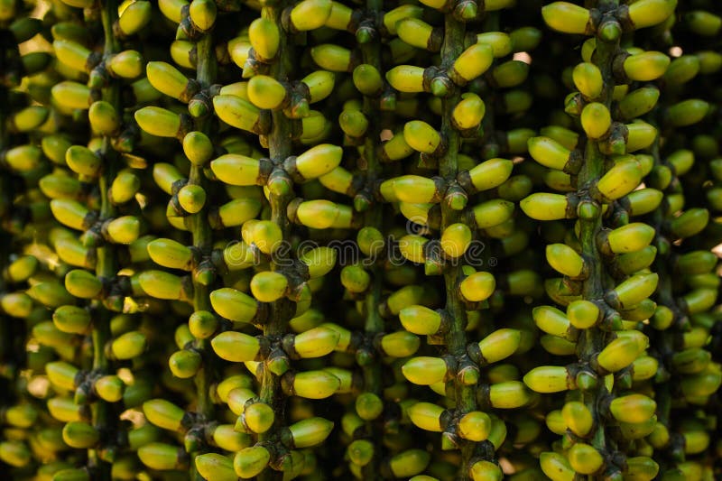 Bunch of Green Dates on Palm Tree Stock Image - Image of beautiful ...