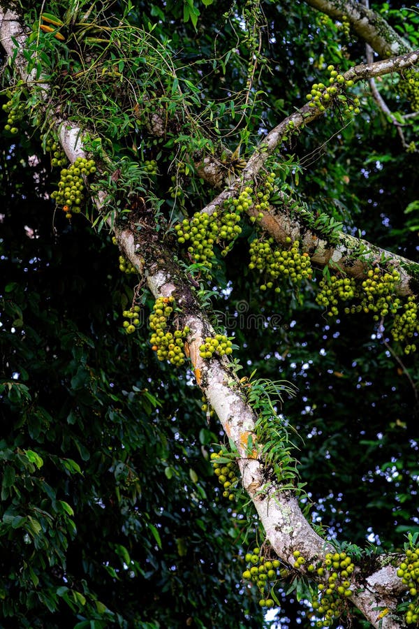 Bunch of Green Ficus Superba Fruit on Branch. Ficus Virens Aiton ...