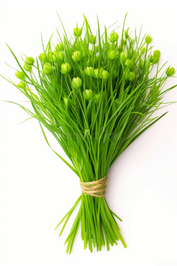 Bunch of Green Flowers Tied To White Wall with String. Generative AI ...