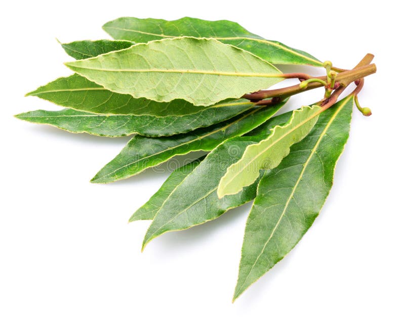 Bunch of Green Fresh Bay Leaves Isolated on White Background Stock ...