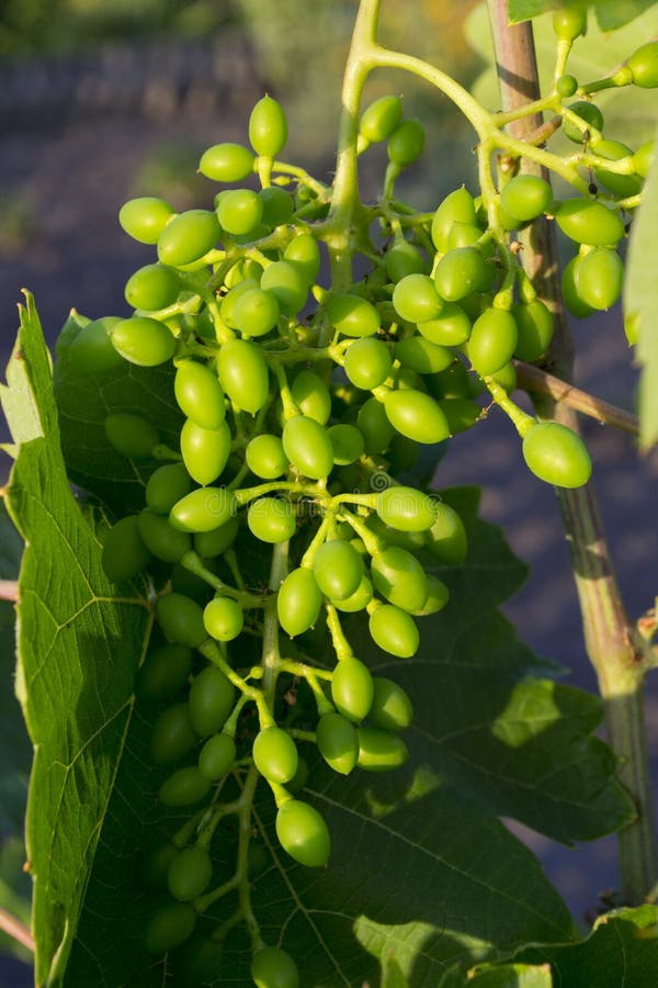 Bunch of Green Grapes on Bush Stock Image - Image of spring, nature ...