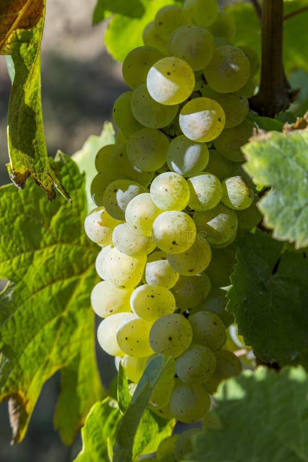 Bunch of Green Grapes on Grapevine Stock Image - Image of healthy ...