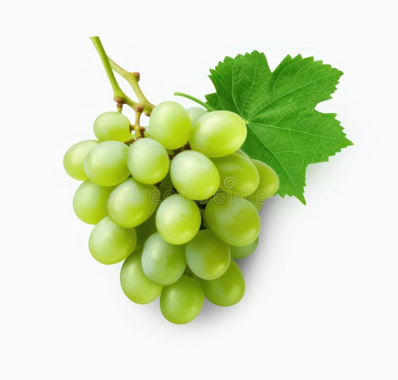 A Bunch of Green Grapes with a Leaf Stock Illustration - Illustration ...