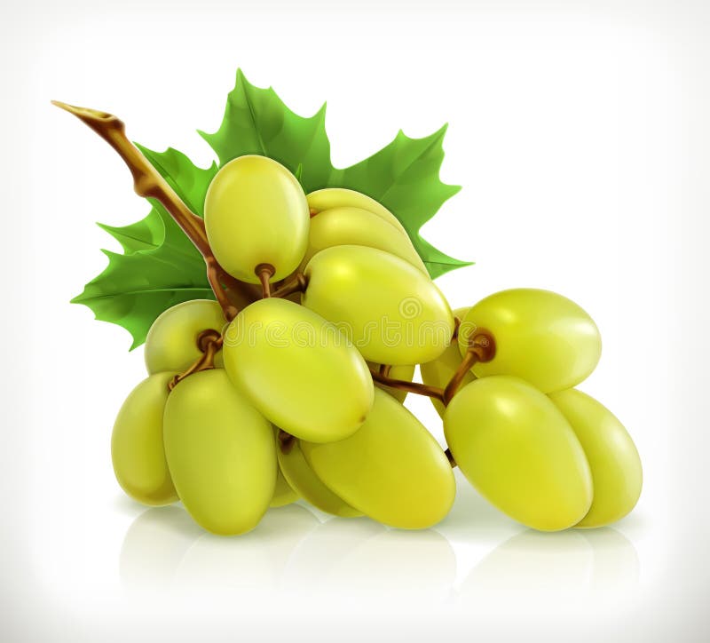 Bunch of green grapes stock vector. Illustration of berry - 56703025