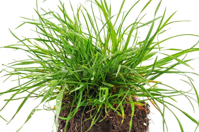 Bunch Grass stock photo. Image of clump, stray, wind - 43546312