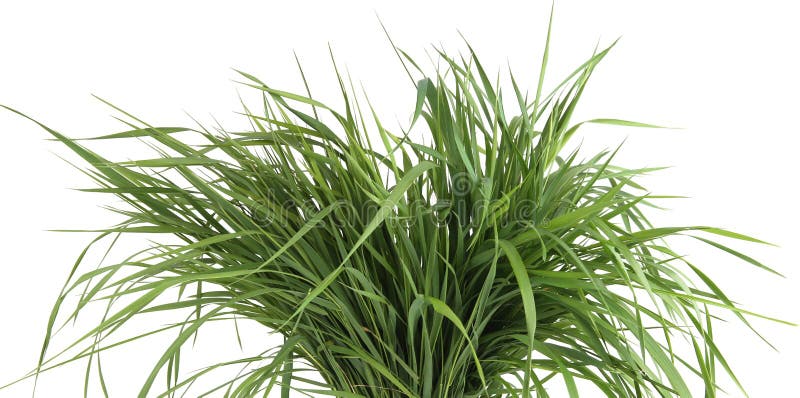 Bunch of Green Grass Isolated on White Background. Stock Photo - Image ...