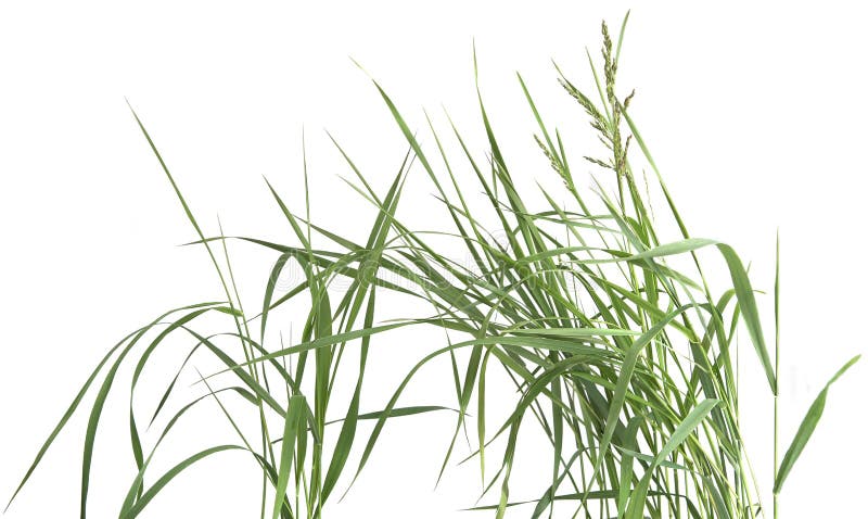 Bunch of Green Grass Isolated on White Background. Stock Photo - Image ...