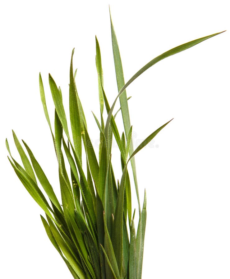 A Bunch of Green Grass. Isolated on White Stock Photo - Image of lawn ...