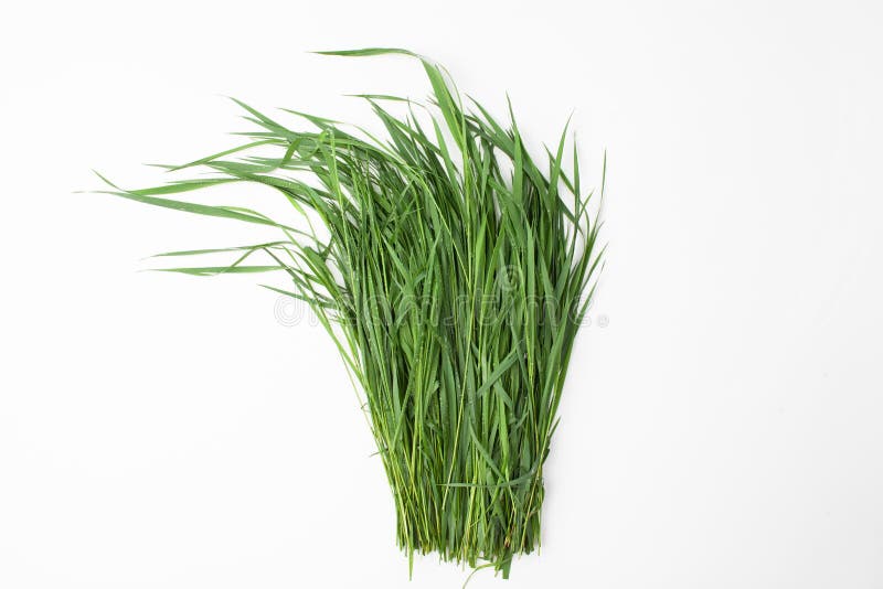 Bunch of Green Grass on White Background Stock Image - Image of bundle ...