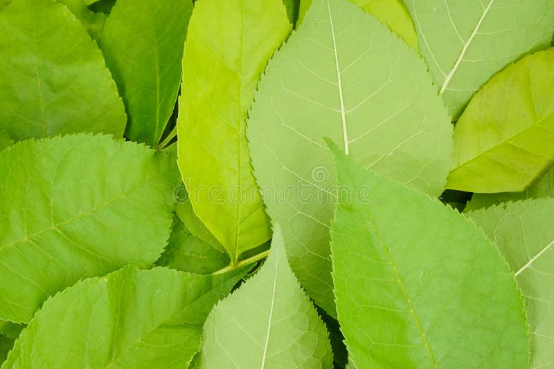 Bunch of Green Leaves Background Texture Stock Image - Image of nature ...