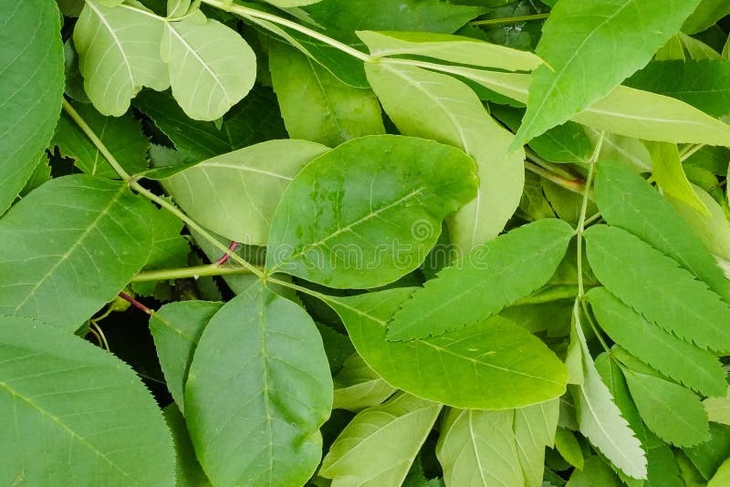 Bunch of Green Leaves Background Texture Stock Photo - Image of ...