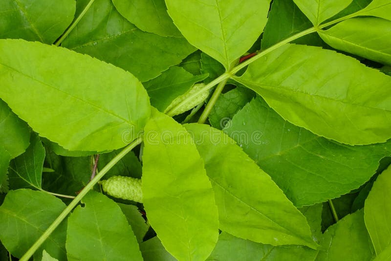 Bunch of Green Leaves Background Texture Stock Image - Image of wild ...