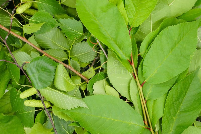 Bunch of Green Leaves Background Texture Stock Photo - Image of closeup ...
