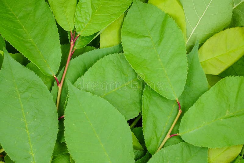 Bunch of Green Leaves Background Texture Stock Image - Image of green ...