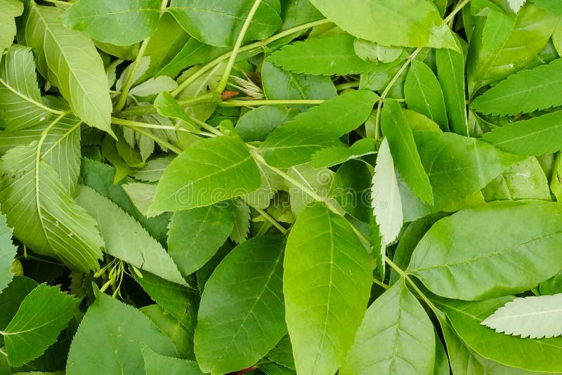 Bunch of Green Leaves Background Texture Stock Image - Image of close ...
