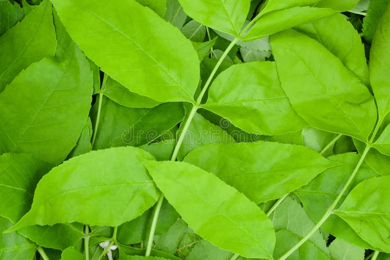 Bunch of Green Leaves Background Texture Stock Photo - Image of botany ...