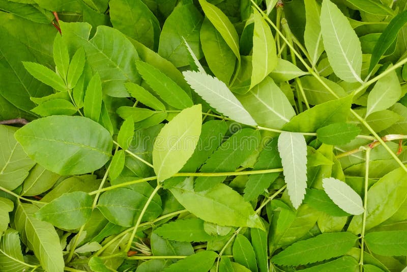 Bunch of Green Leaves Background Texture Stock Photo - Image of nettle ...